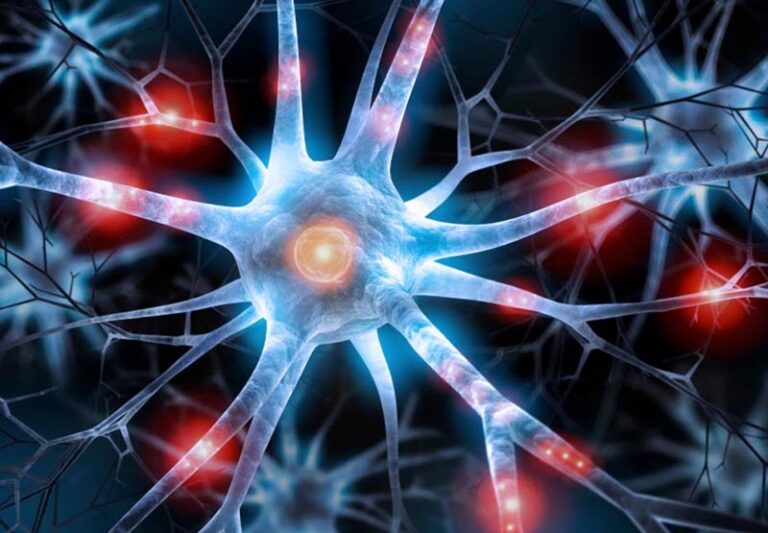 16644_ner_l – Wellness Gaze