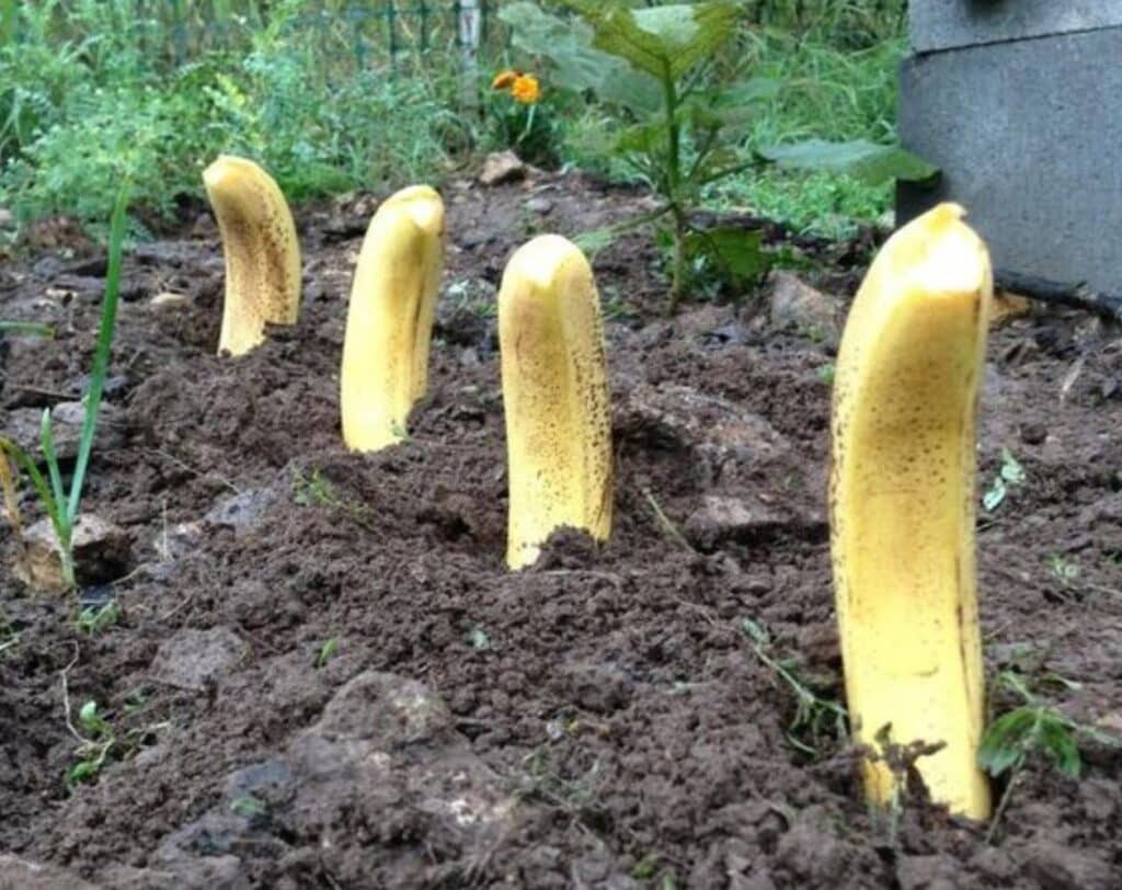 36+ Ingenious Life Hacks To Boost Your Quality Of Life! – Wellness Gaze